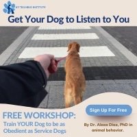 Dog Behavior Modification - Learn how to easily train your small dog